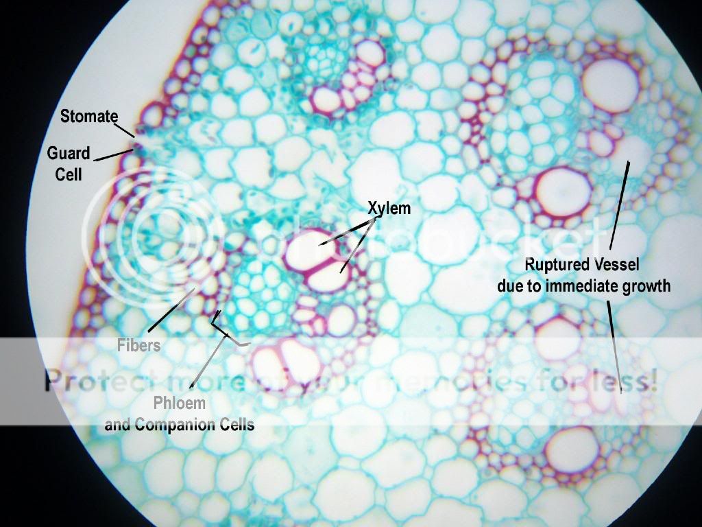 Zea Mays Stem (Corn)_Monocot Photo by BioMD | Photobucket